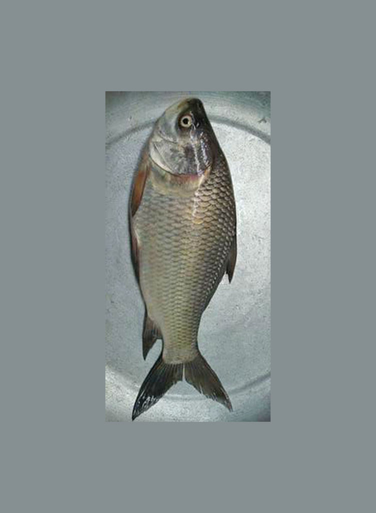 katol Fish – Major Agro